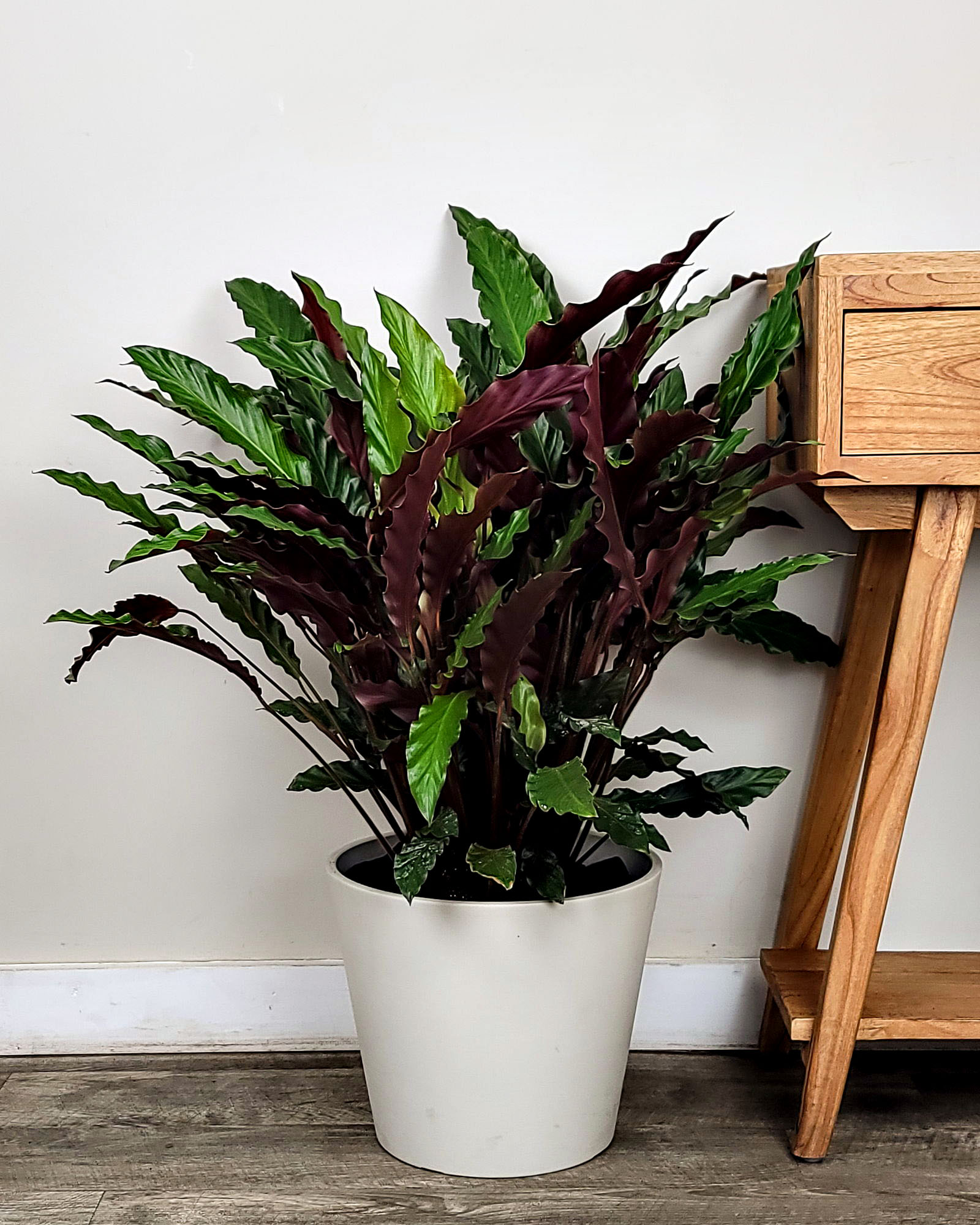 Calathea Rufibarba | PlantVine
