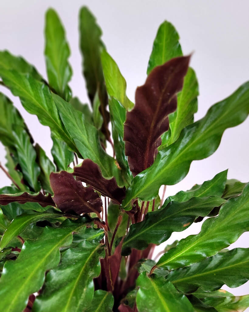 Calathea Rufibarba | PlantVine