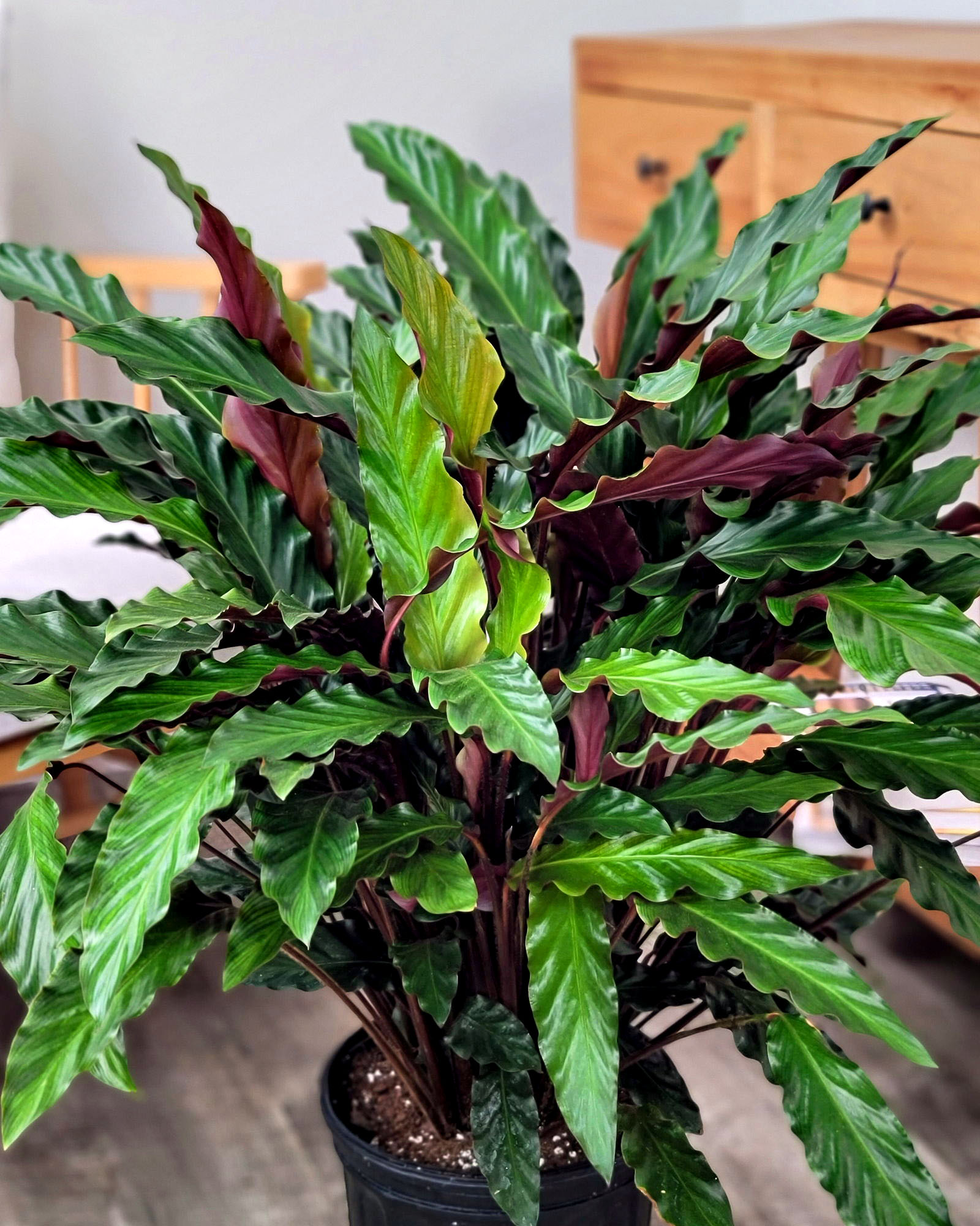 Calathea Rufibarba | PlantVine