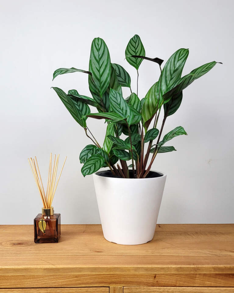 Calathea Setosa / Exotica | PlantVine