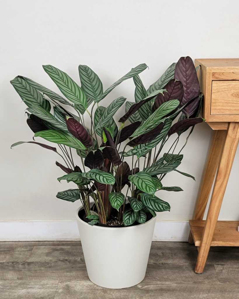 Calathea Setosa / Exotica | PlantVine