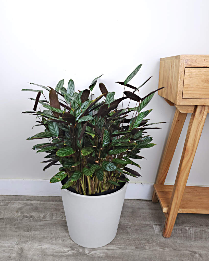 Calathea Setosa / Exotica | PlantVine