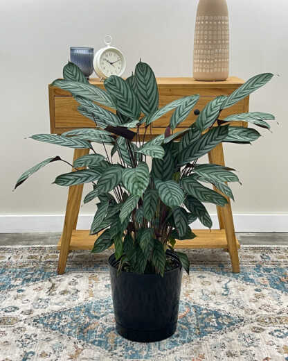 Calathea Setosa / Exotica | PlantVine