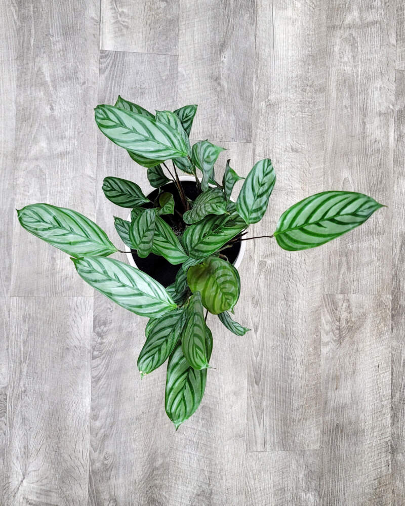 Calathea Varieties | PlantVine