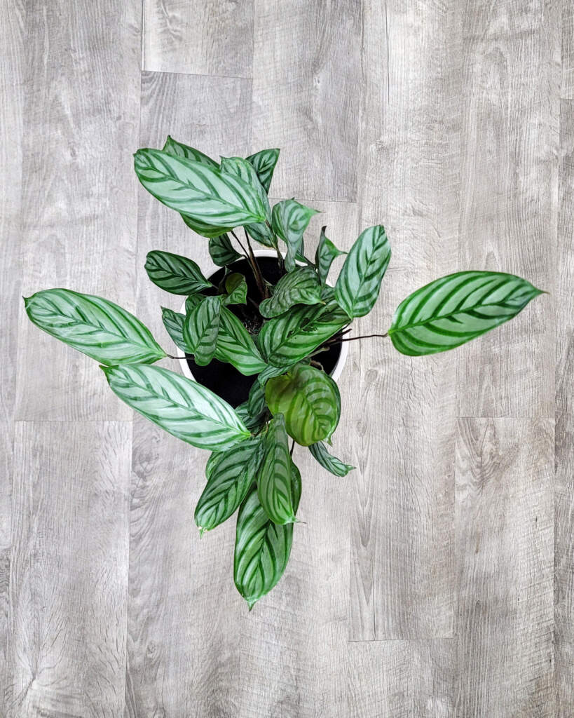 Calathea Varieties | PlantVine