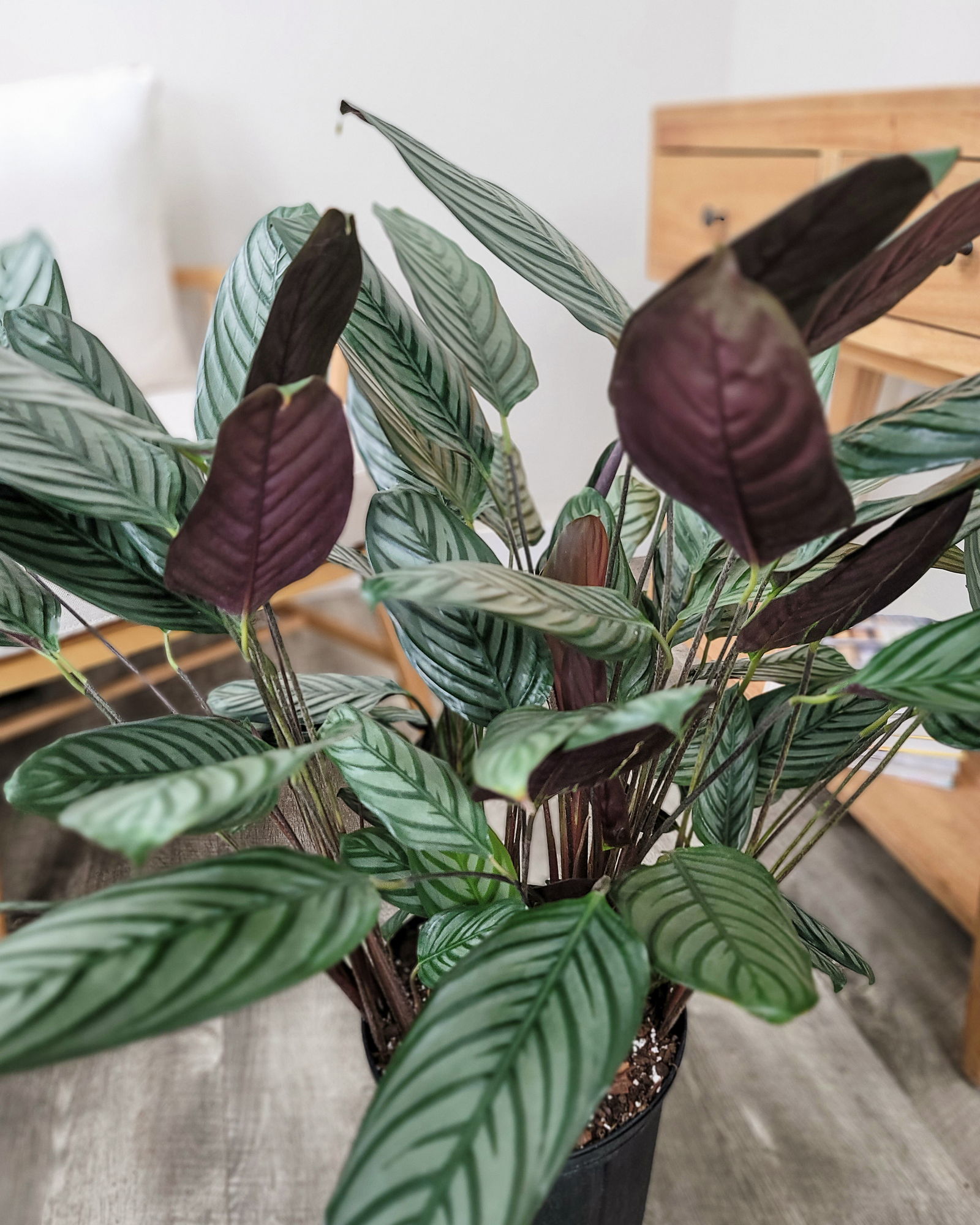Calathea Setosa / Exotica | PlantVine