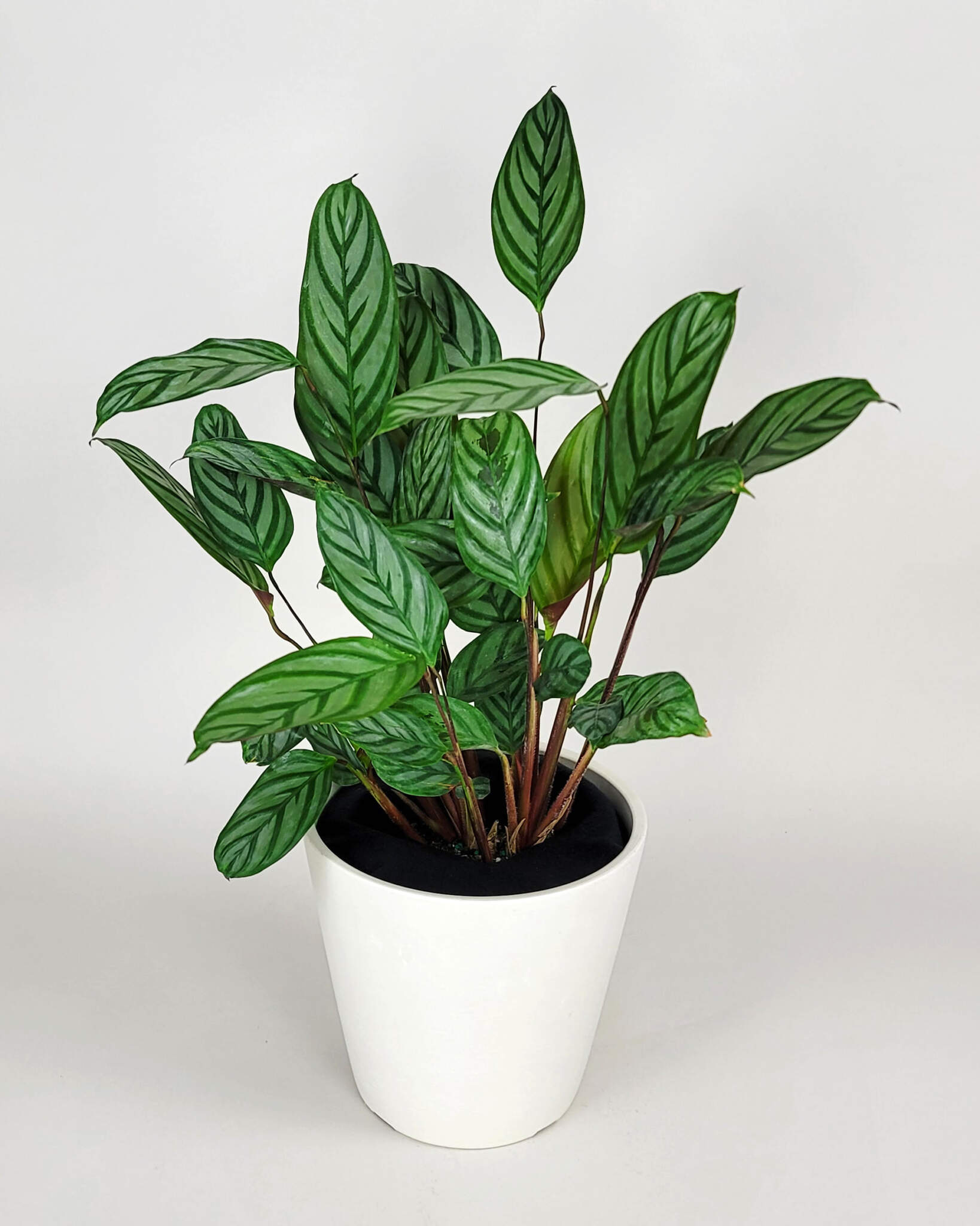 Calathea Setosa / Exotica | PlantVine