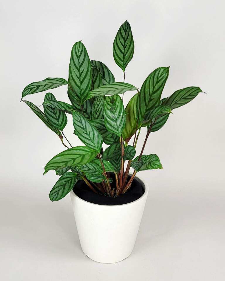 Calathea Setosa / Exotica | PlantVine