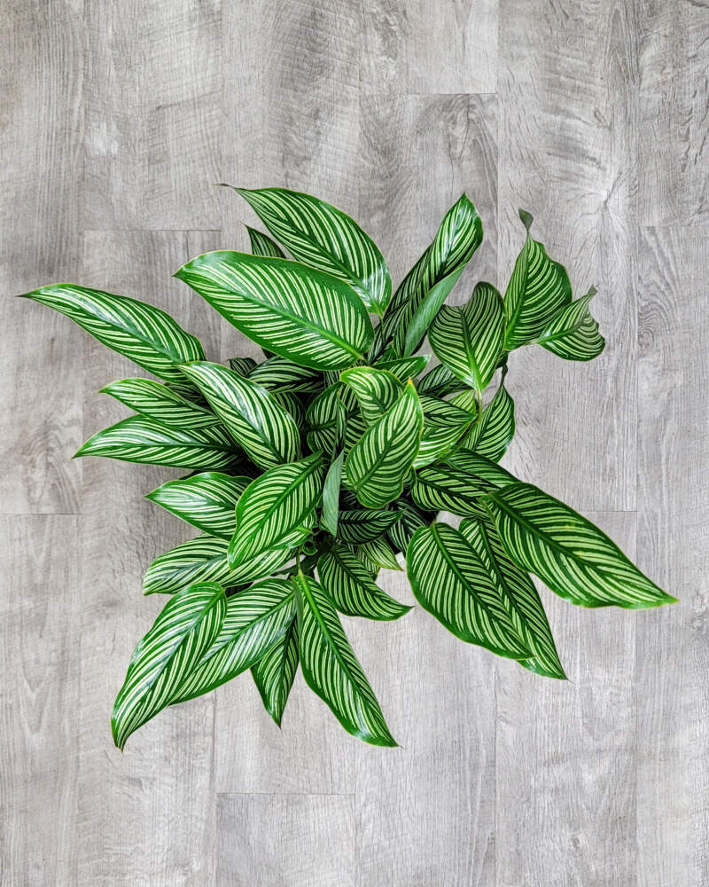 Calathea Varieties | PlantVine