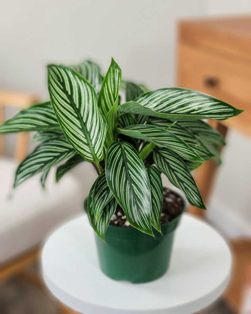 Calathea Vittata | PlantVine