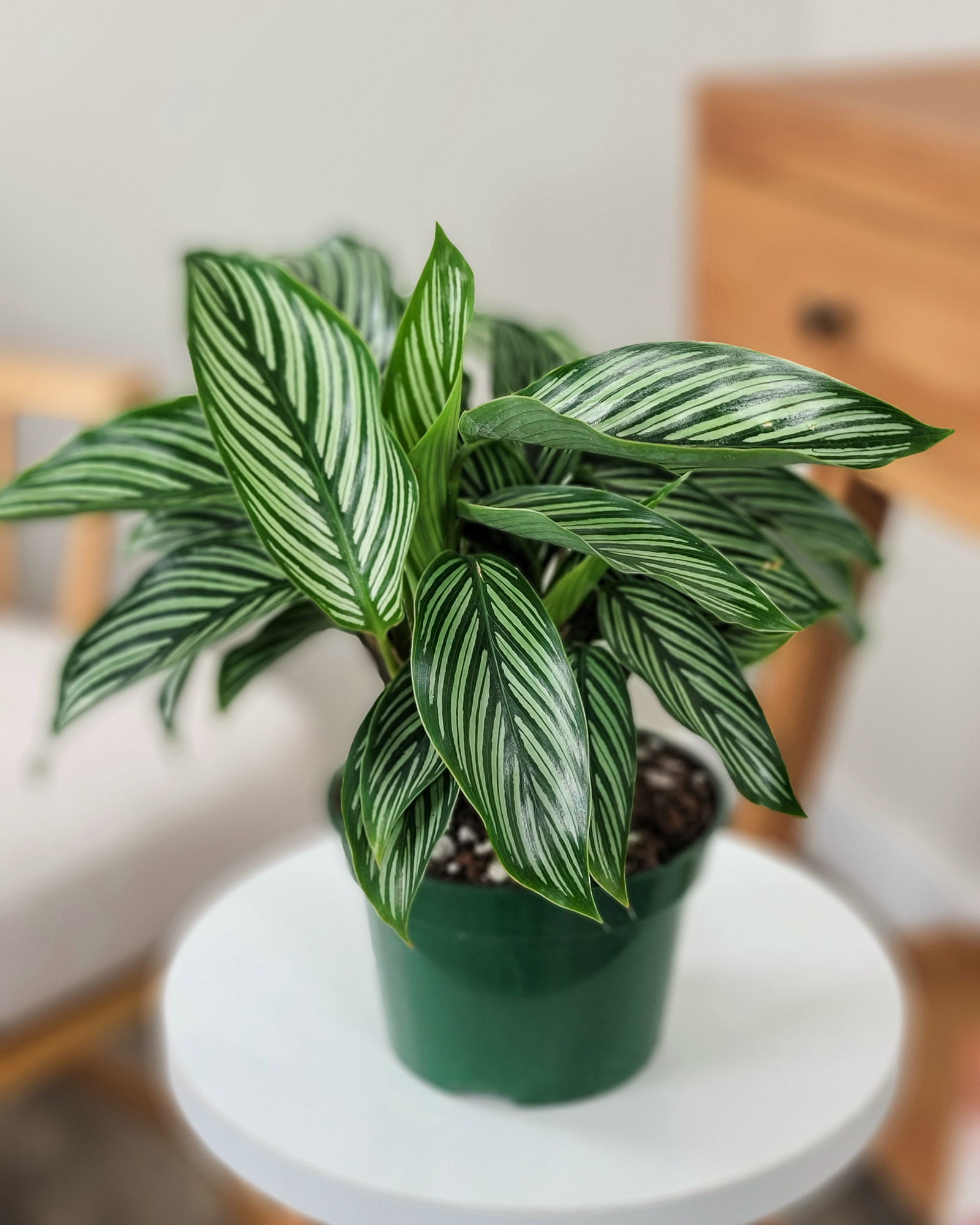 Calathea Vittata | PlantVine