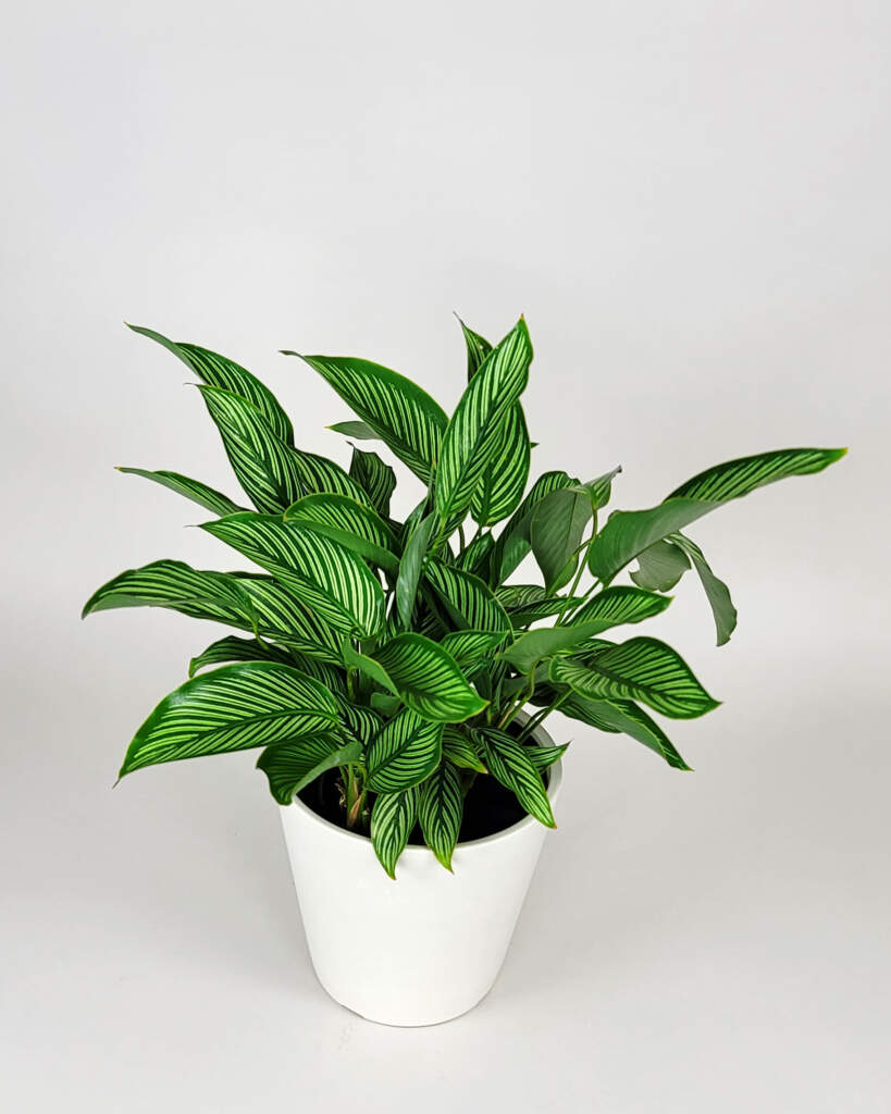 Calathea Vittata | PlantVine