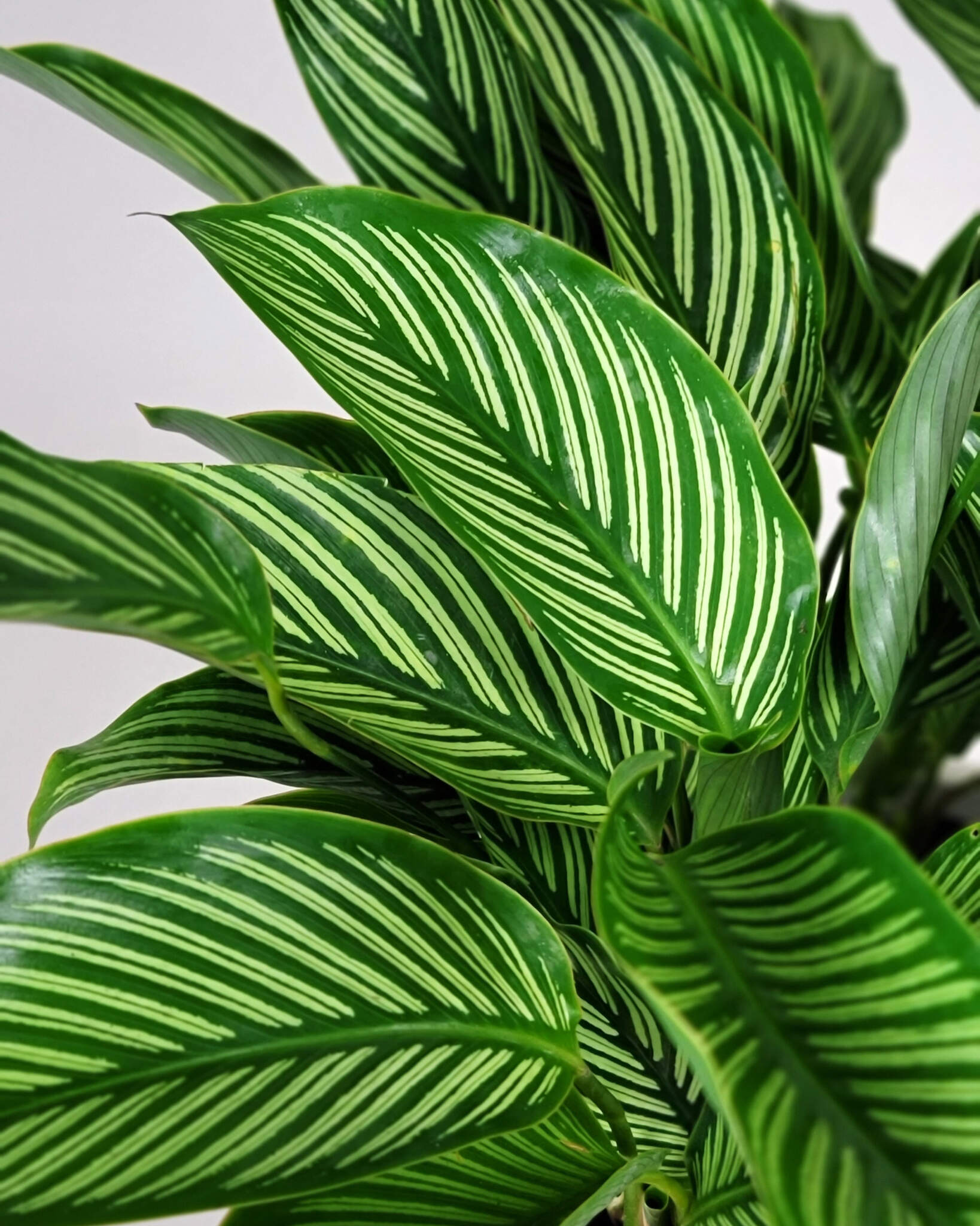 Calathea Vittata | PlantVine