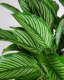 Calathea Vittata | PlantVine