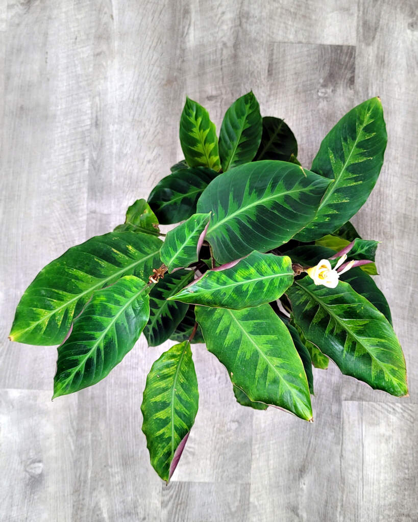 Calathea Varieties | PlantVine