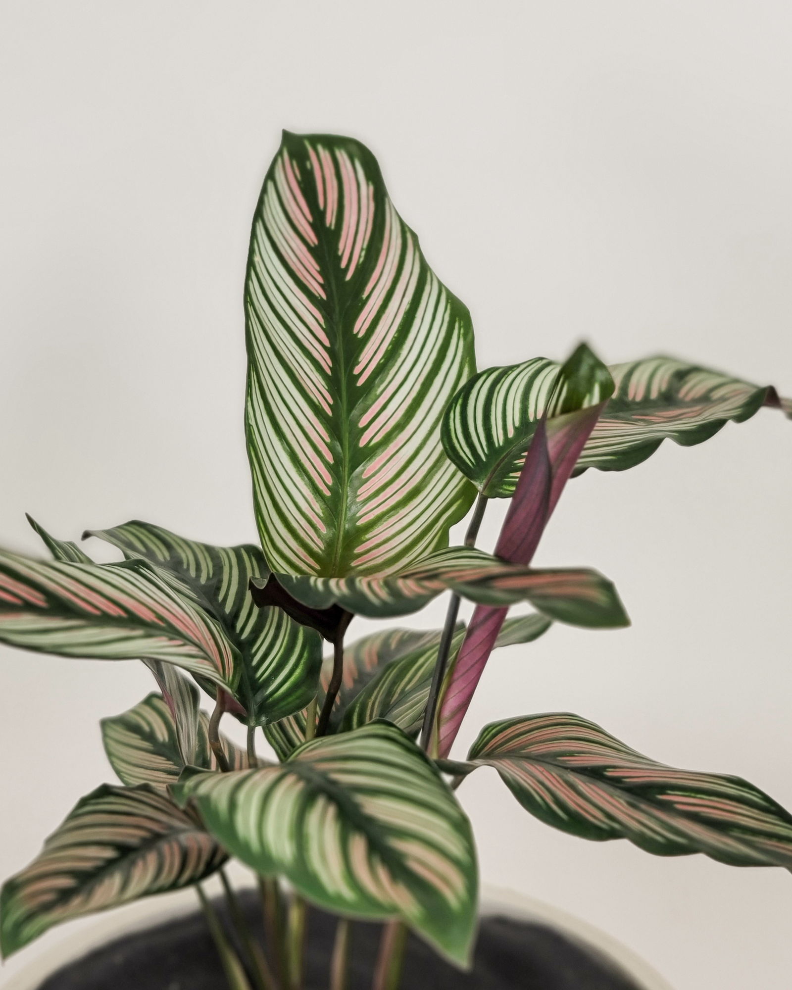Calathea ‘White Star’ | PlantVine