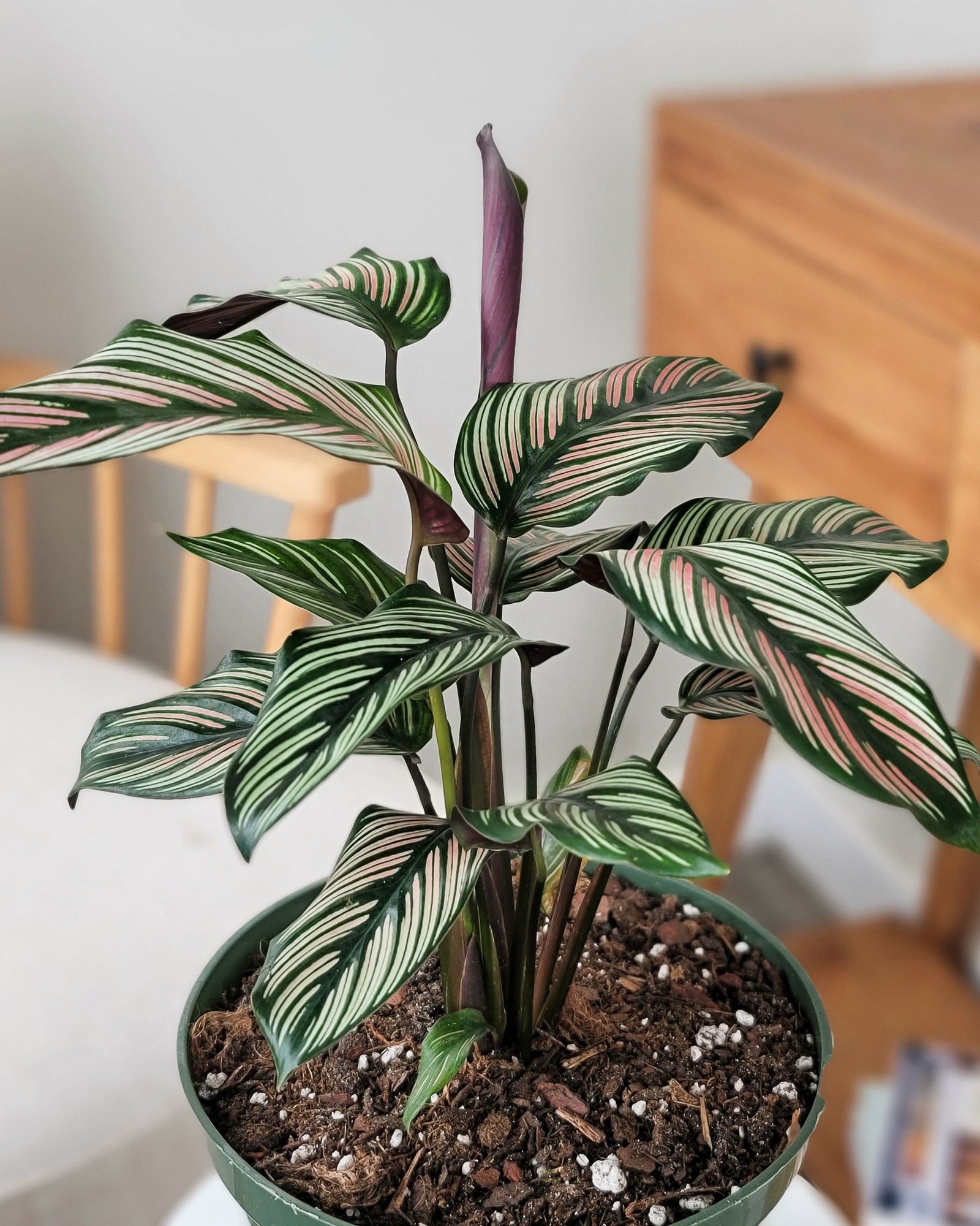 Calathea ‘White Star’ | PlantVine