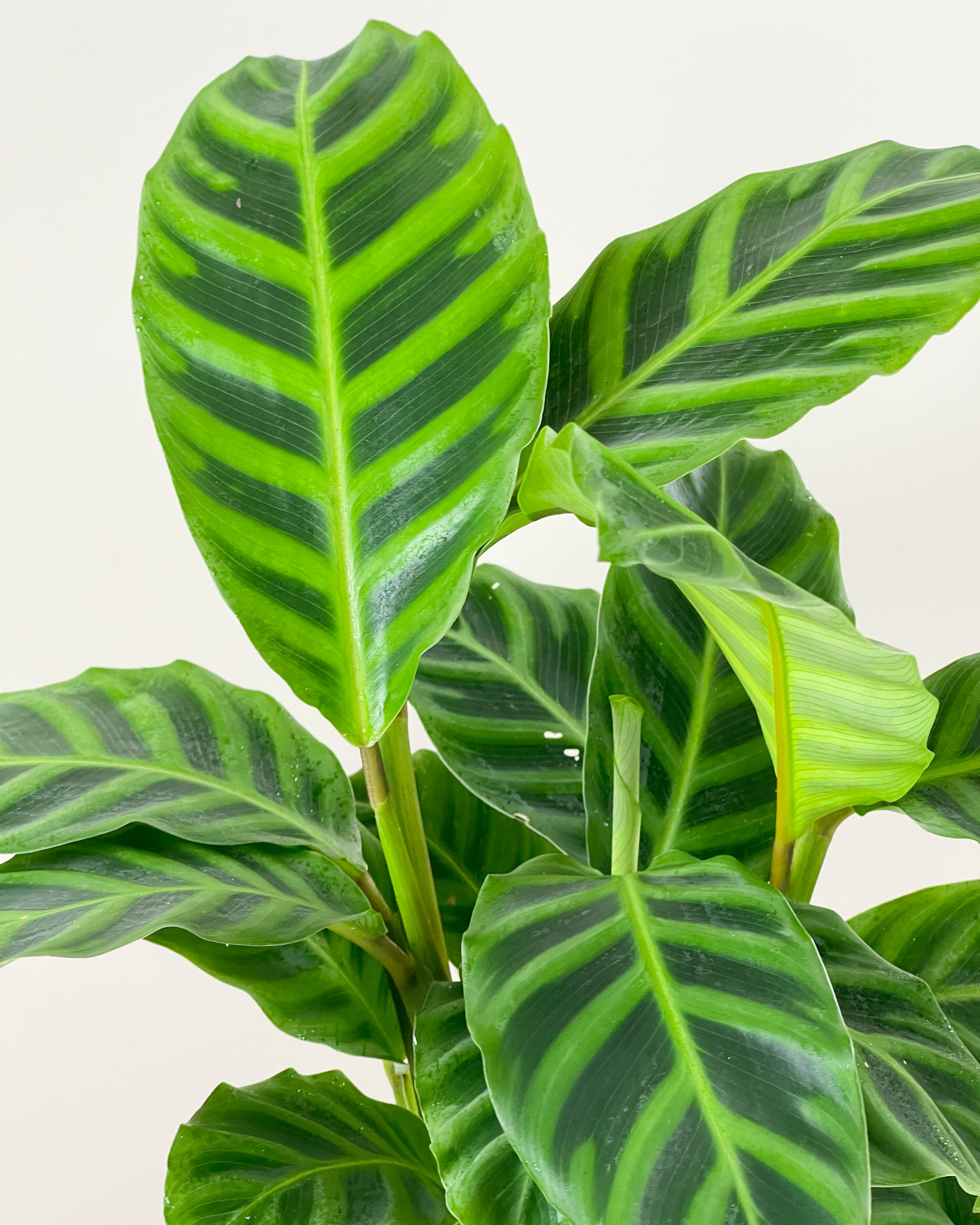 Calathea zebrina | PlantVine