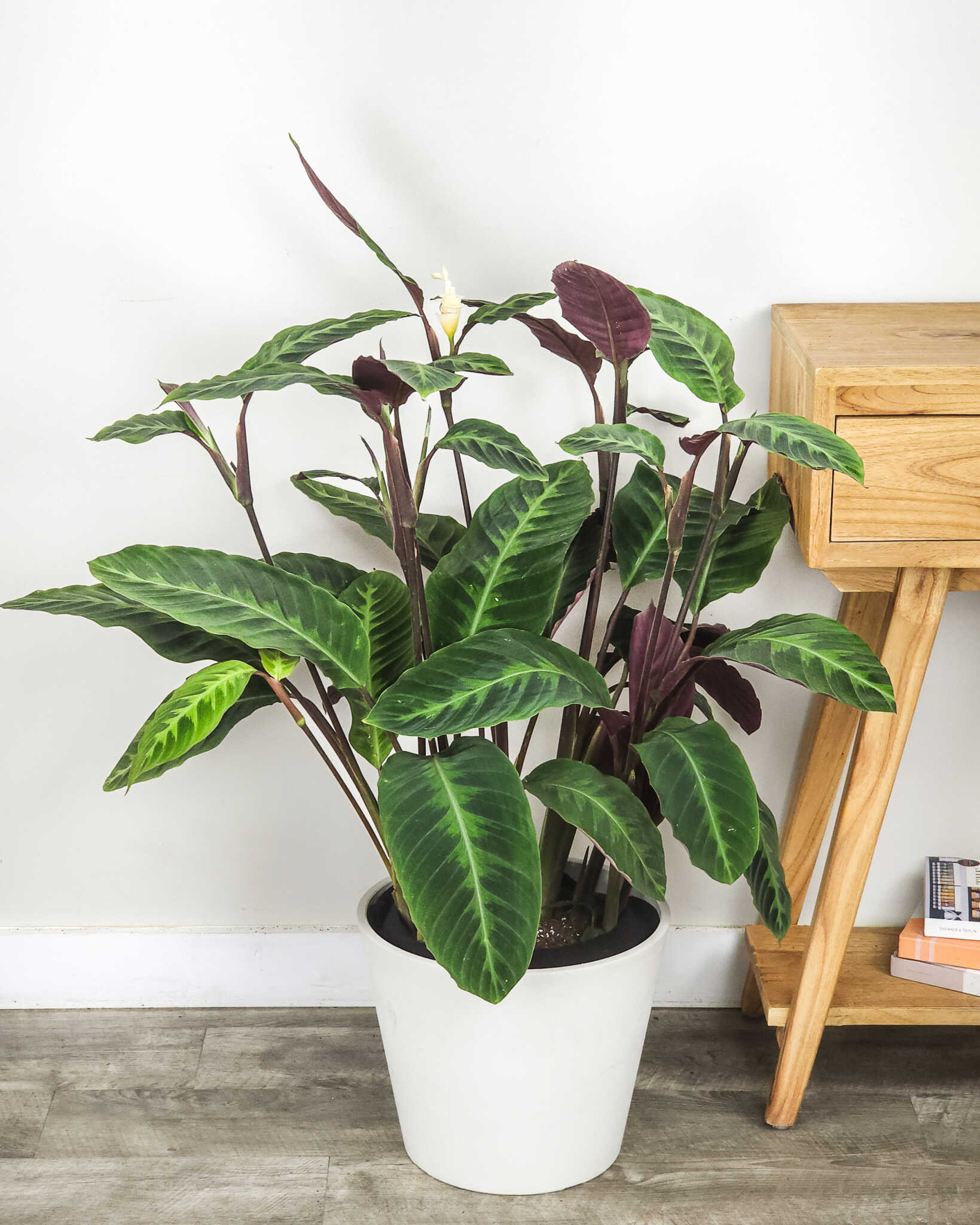 Calathea ‘Jungle Velvet’ | PlantVine