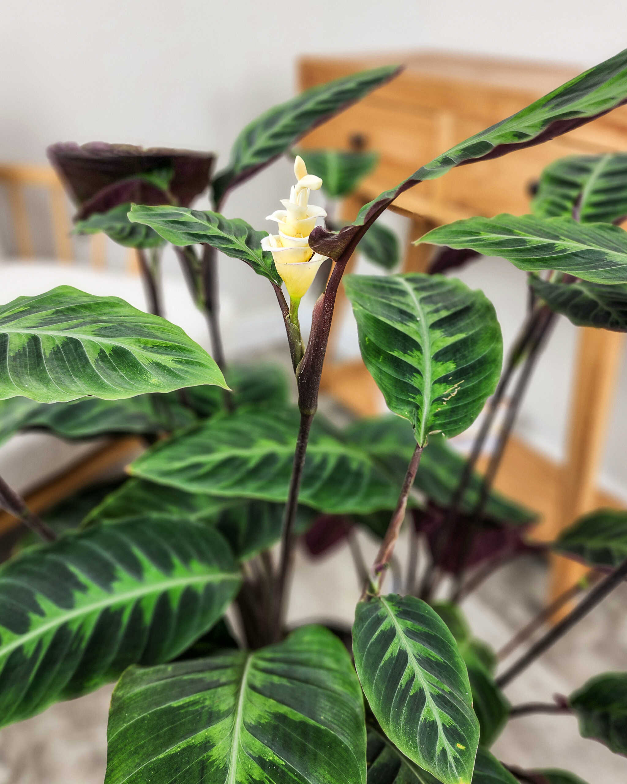 Calathea ‘Jungle Velvet’ | PlantVine