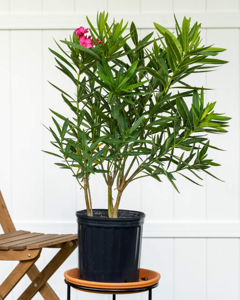 Oleander ‘Calypso’ | PlantVine