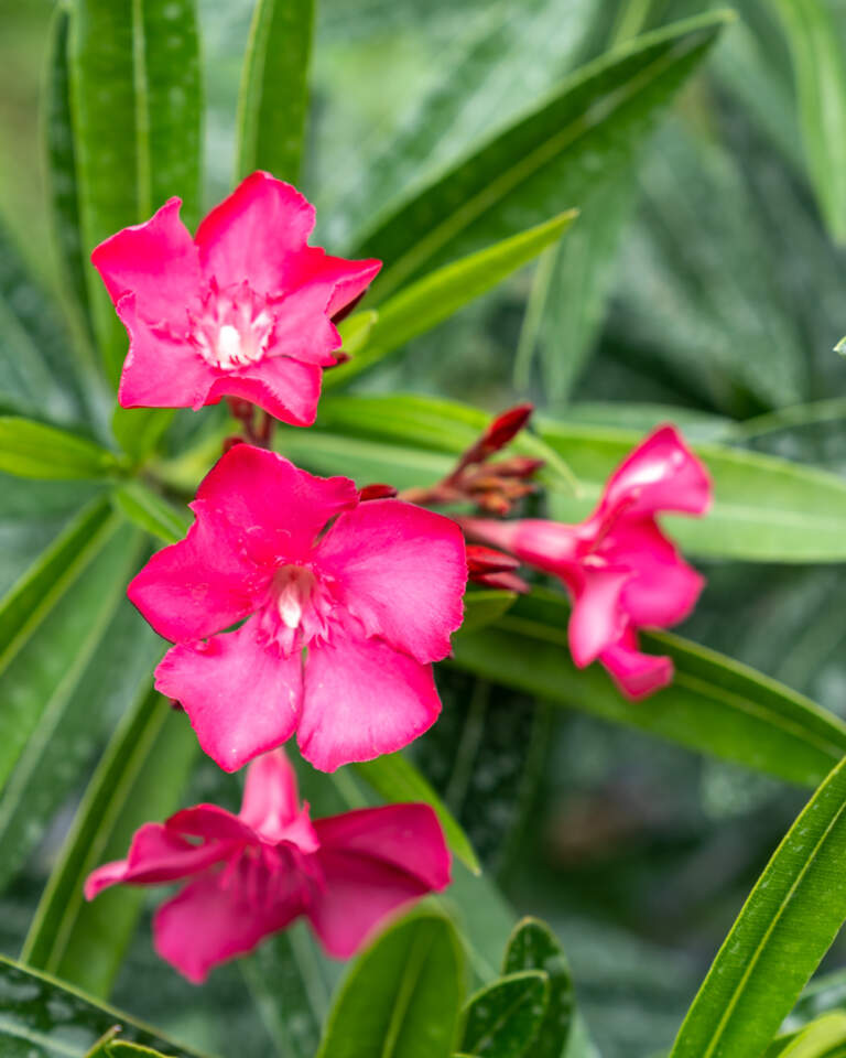 Oleander ‘Calypso’ | PlantVine