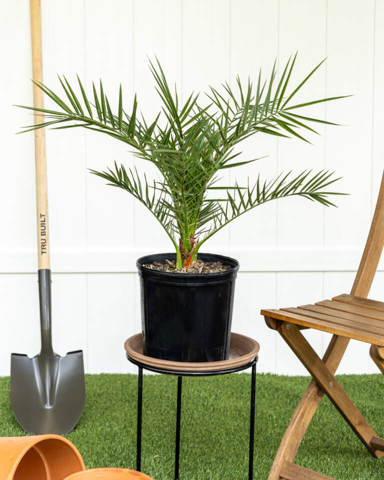 OBI Island Palm, Hydriastele beguinii ‘Obi Island’ | PlantVine