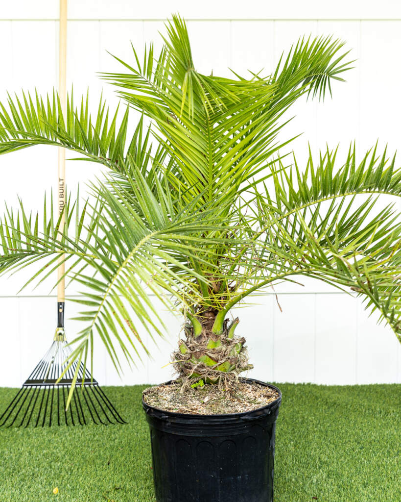 Canary Island Date Palm | PlantVine