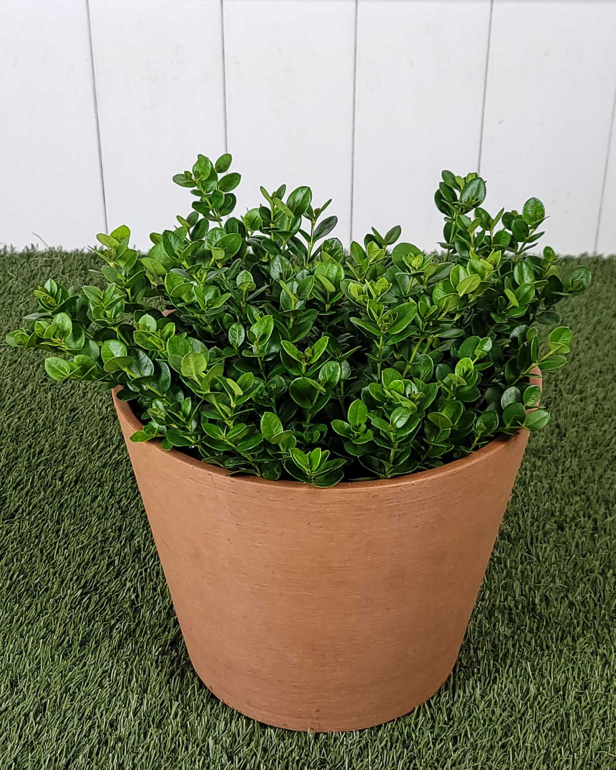 Boxwood Beauty Natal Plum Tree | PlantVine