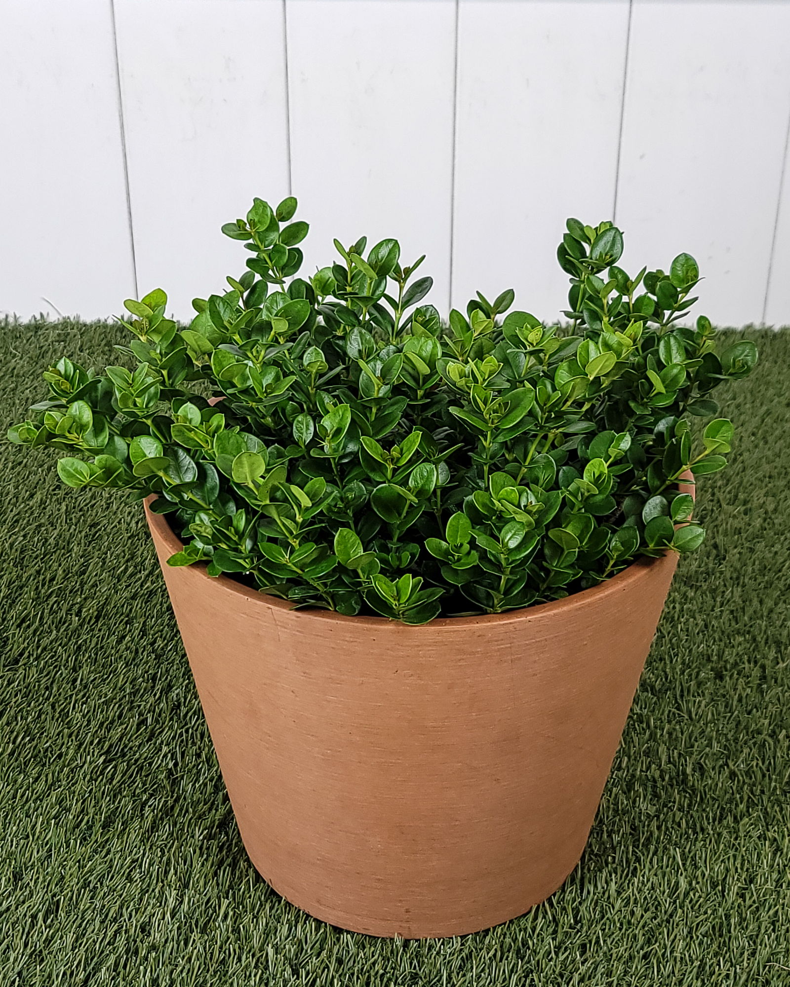 Boxwood Beauty Natal Plum Tree | PlantVine