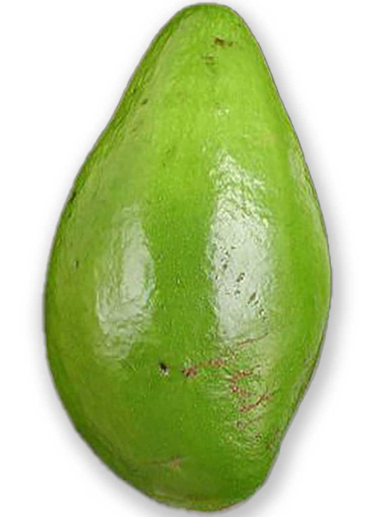 Avocado Varieties | PlantVine