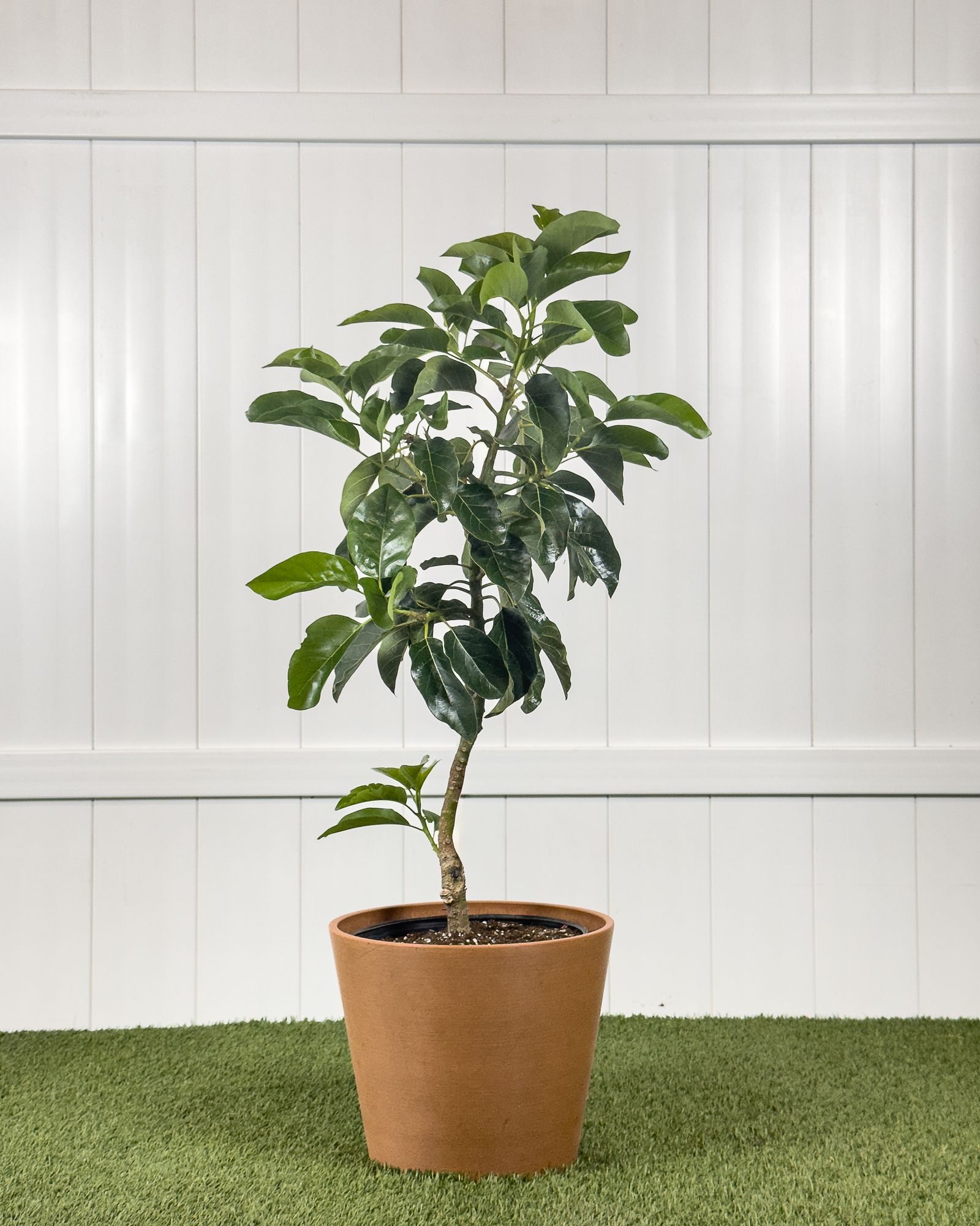 Catalina Avocado Tree | PlantVine