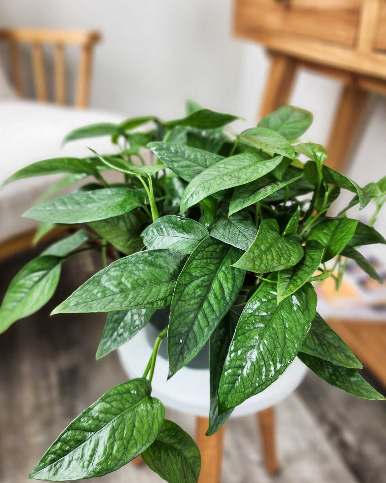‘Cebu Blue’ Pothos | PlantVine