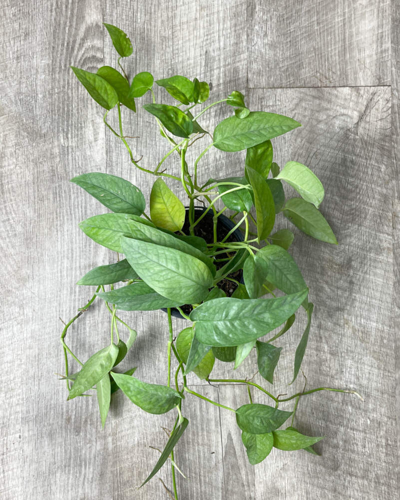 Pothos Varieties | PlantVine