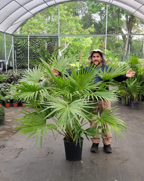Chinese Fan Palm | PlantVine