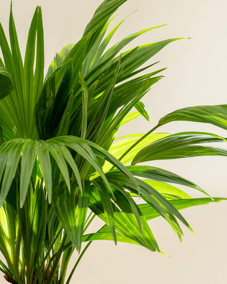 Chinese Fan Palm | PlantVine