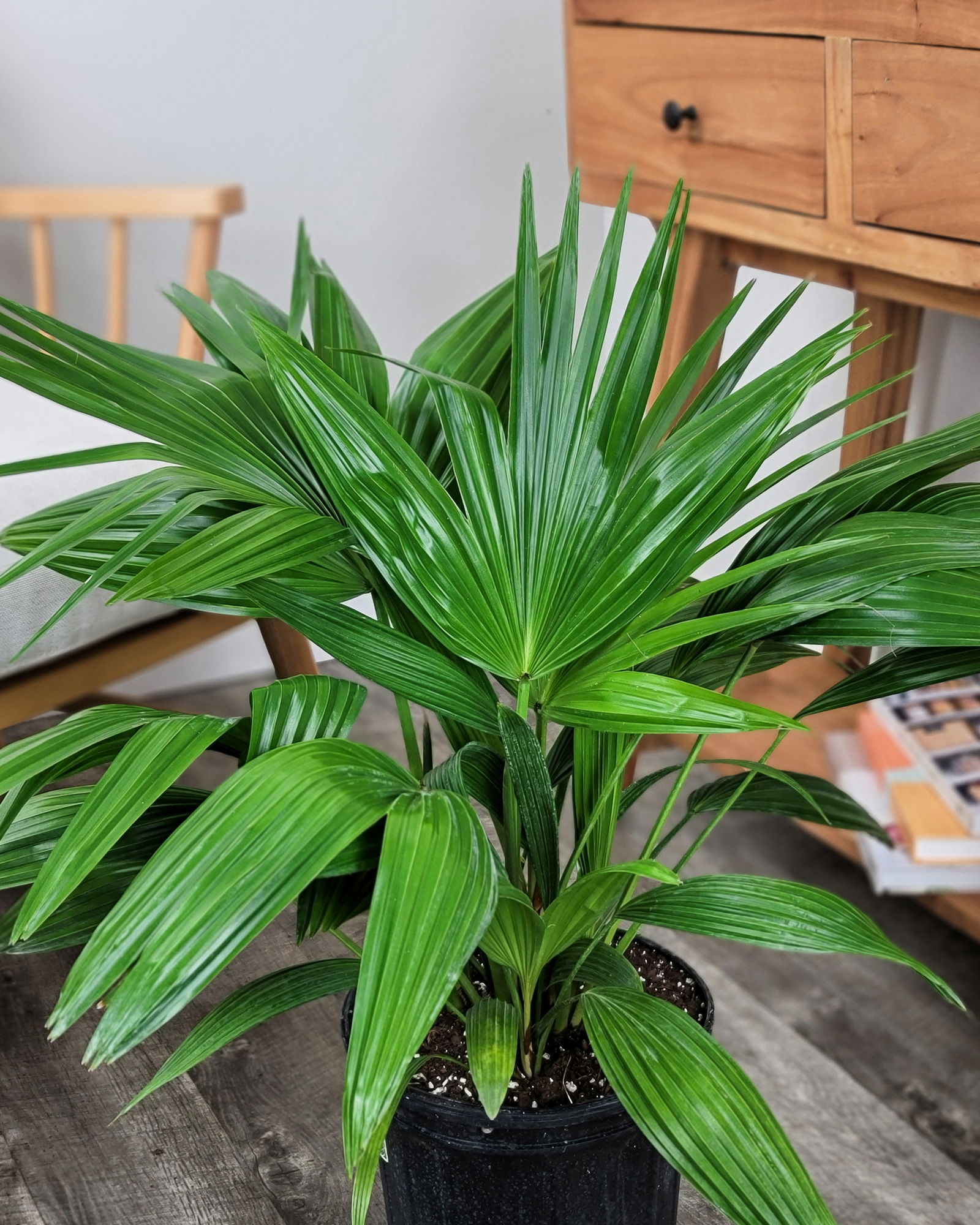 Chinese Fan Palm | PlantVine