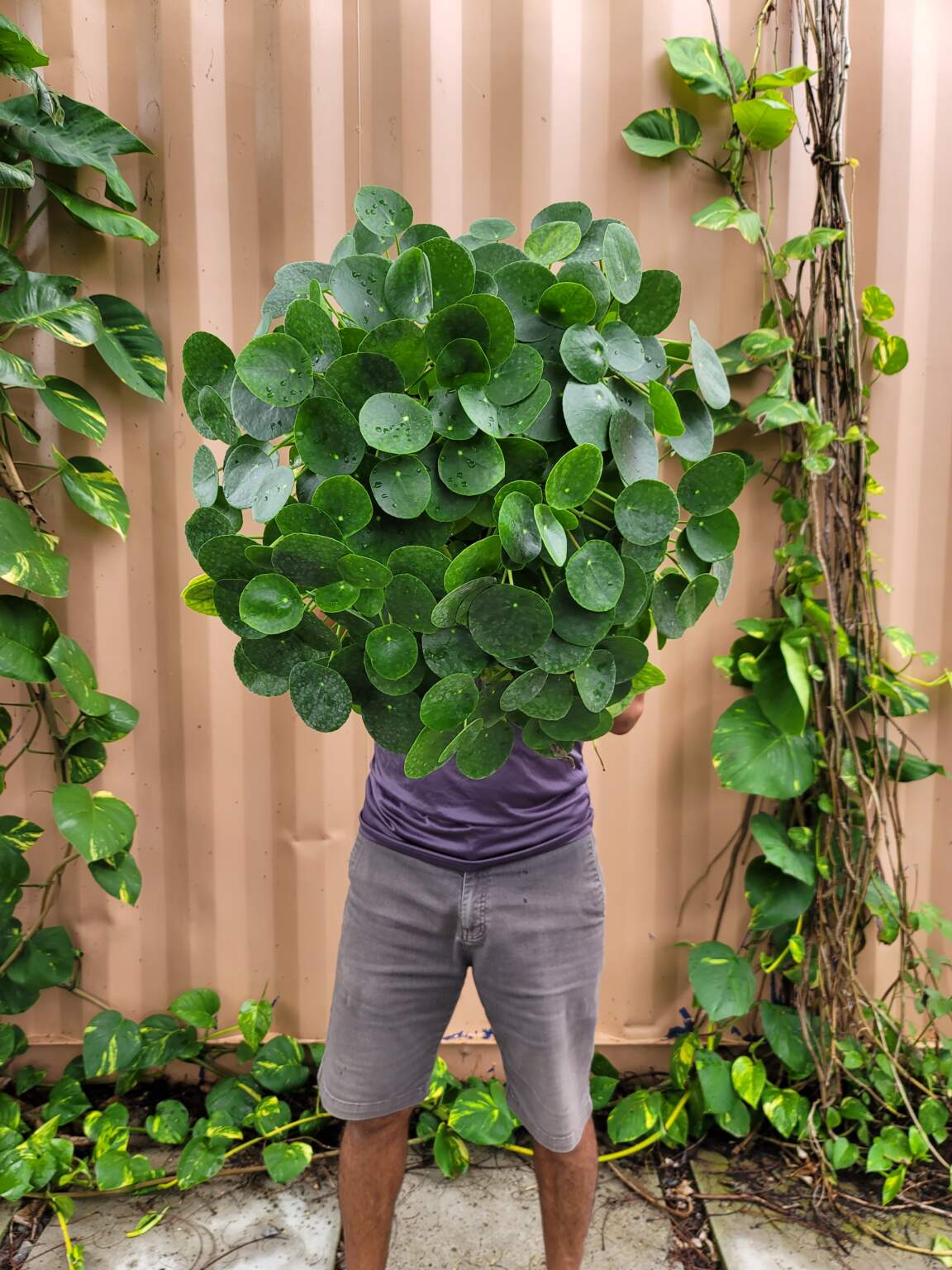 Darryl’s Discoveries | PlantVine