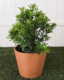 Chinese Perfume Tree | PlantVine