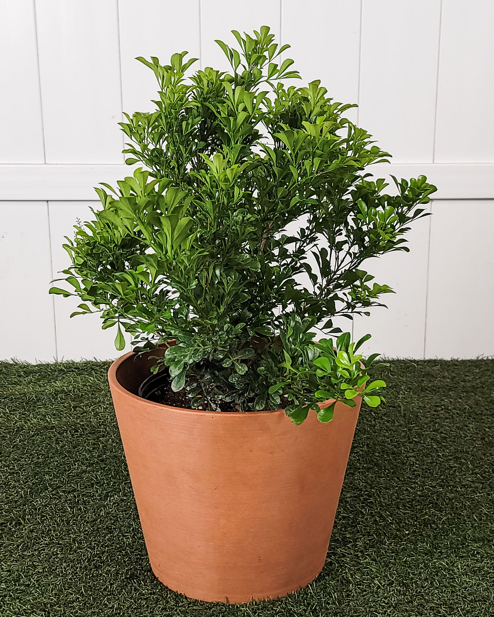 Chinese Perfume Tree | PlantVine