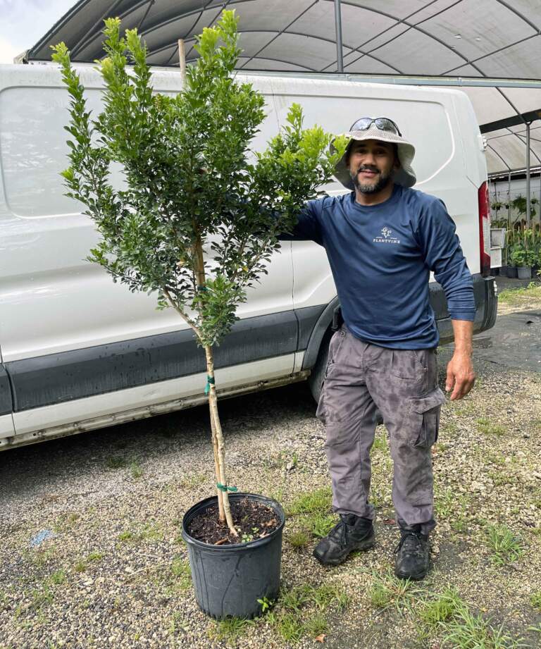 Chinese Perfume Tree | PlantVine