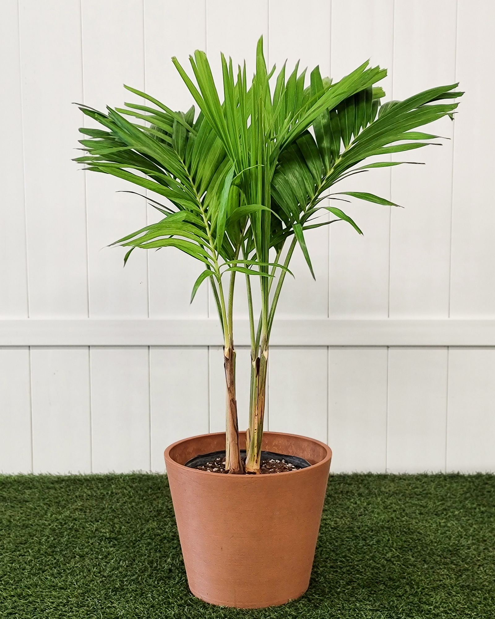Christmas Palm | PlantVine