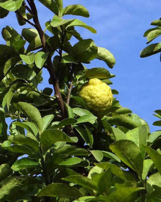Citron Citrus Tree | PlantVine