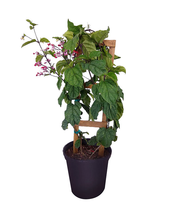 Buy Clerodendrum thomsoniae 'Delectum', Bleeding Heart Vine – Red ...