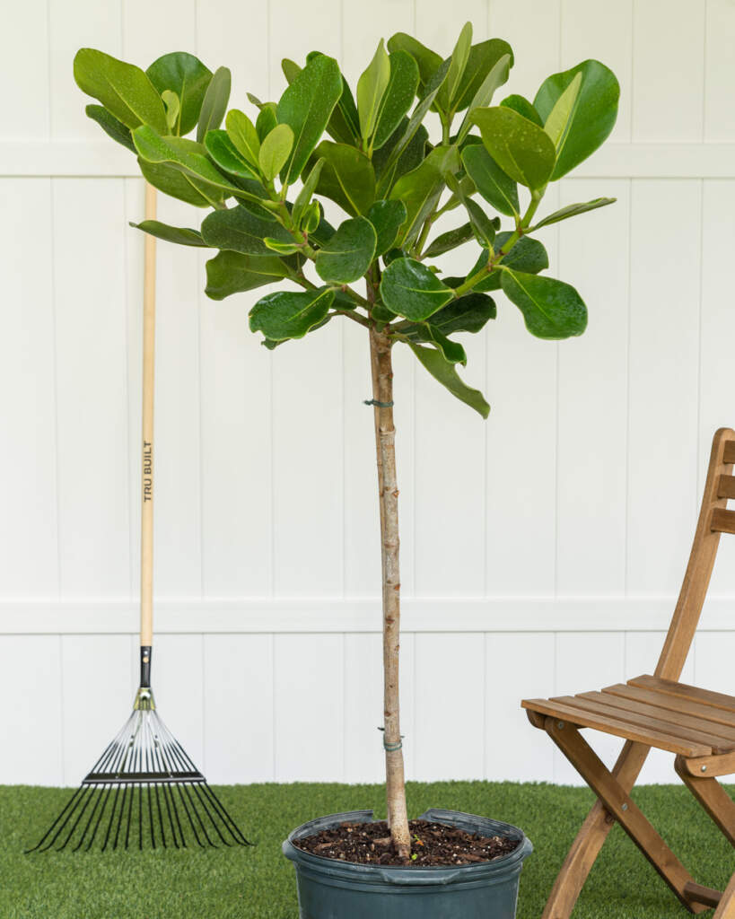 Clusia rosea | PlantVine