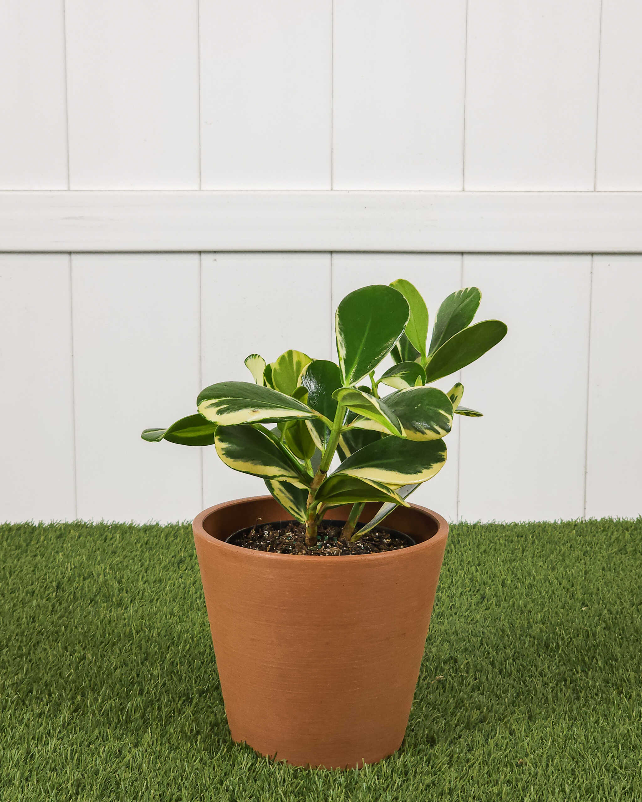 Variegated Clusia guttifera | PlantVine