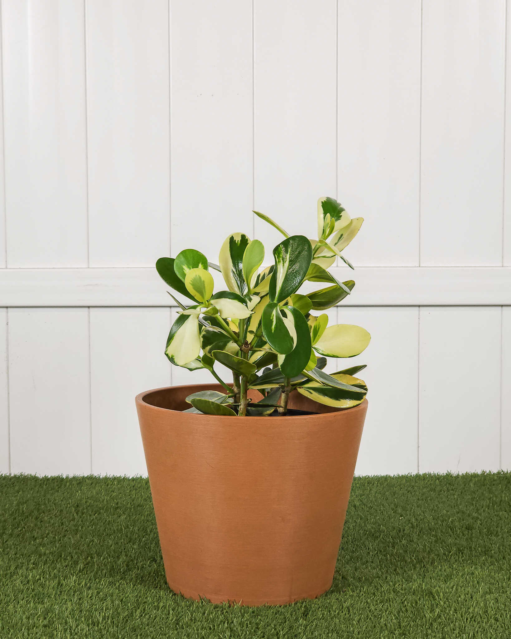 Variegated Clusia guttifera | PlantVine