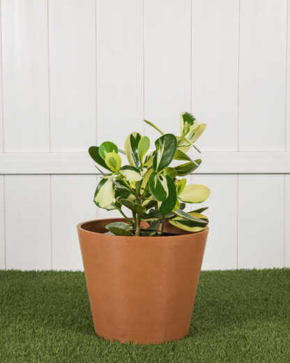 Variegated Clusia guttifera | PlantVine