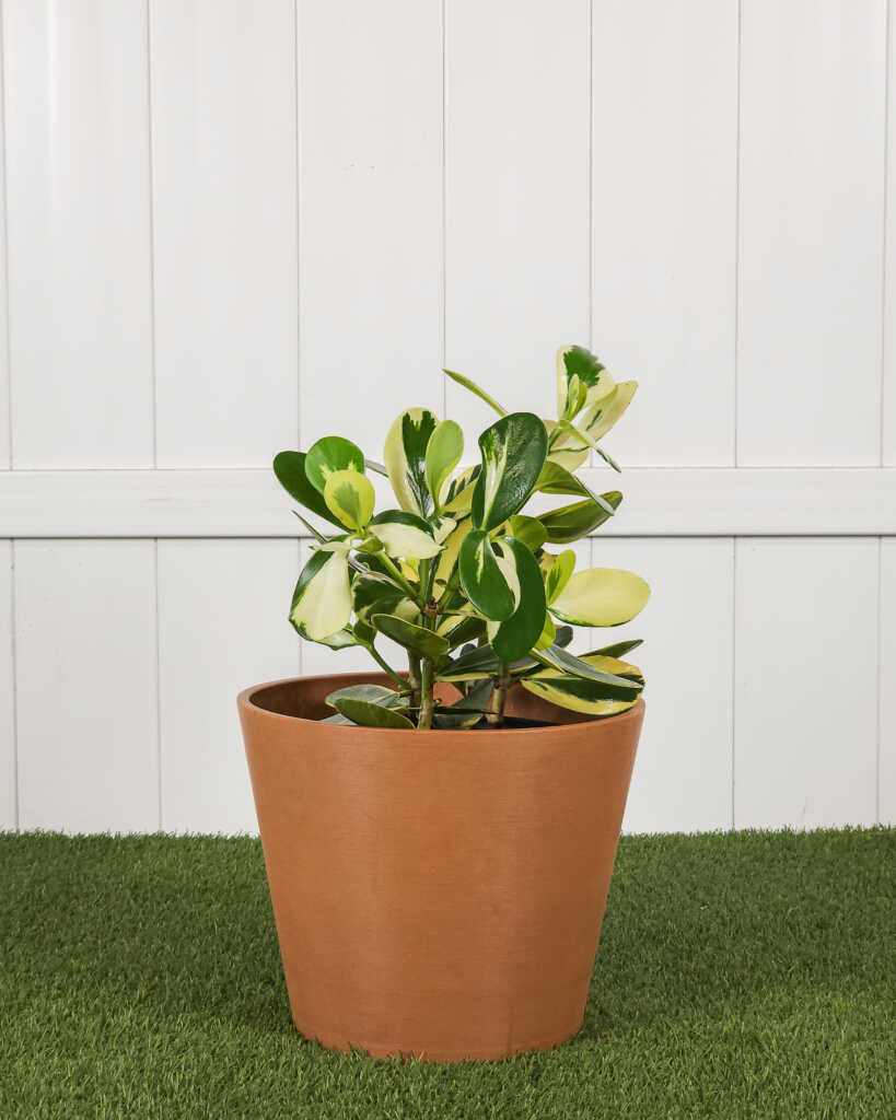 Variegated Clusia guttifera | PlantVine