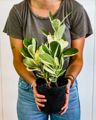 Clusia guttifera ‘Variegated’, Rare Variegated Clusia | PlantVine